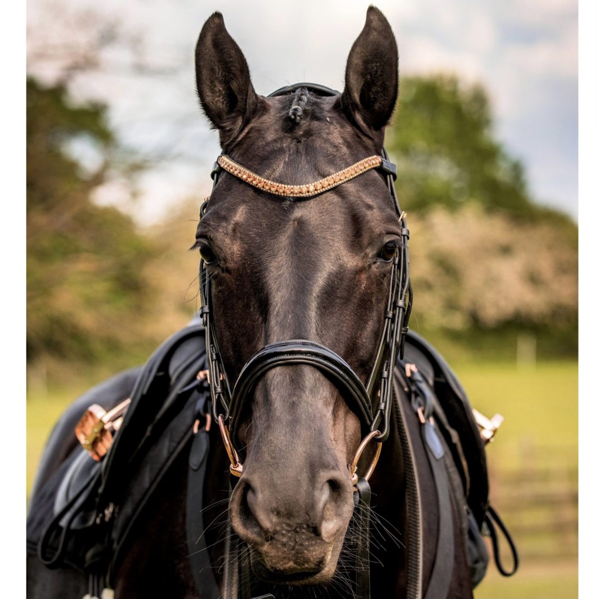 Equilux Phoenix Rose gold cavesson bridle – Equilux Equestrian